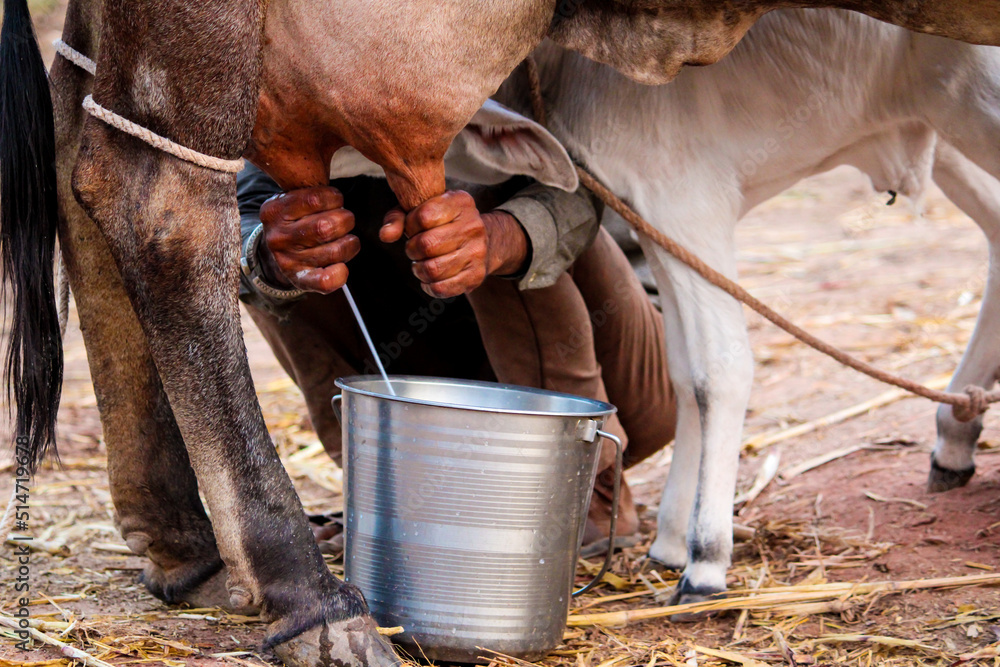 baby Calf Drinking Mothers Milk,white calf drinking milk from mother ...