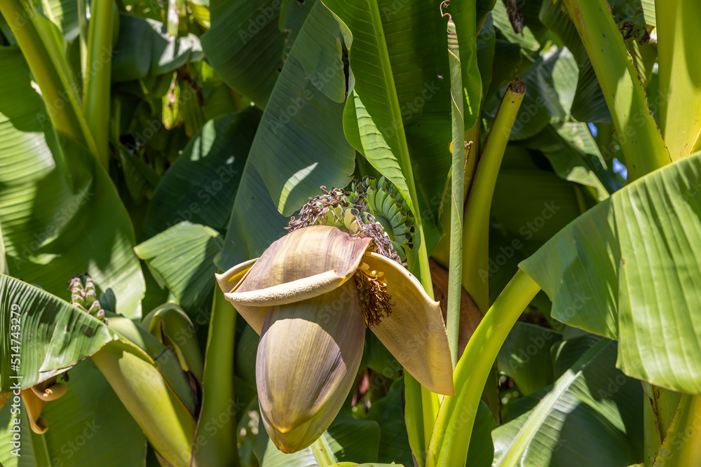 Bananenblüte mit kleine Bananen Stock Photo | Adobe Stock
