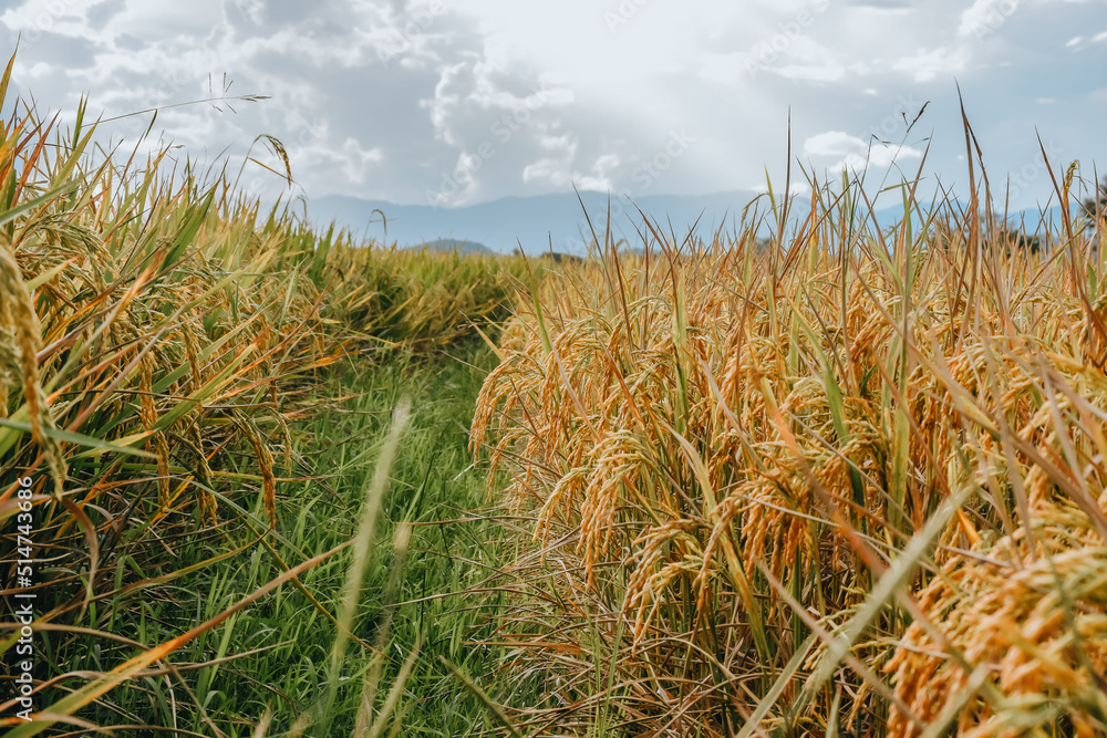 Beautiful golden rice field in the morning.Close-up to thai rice seeds ...