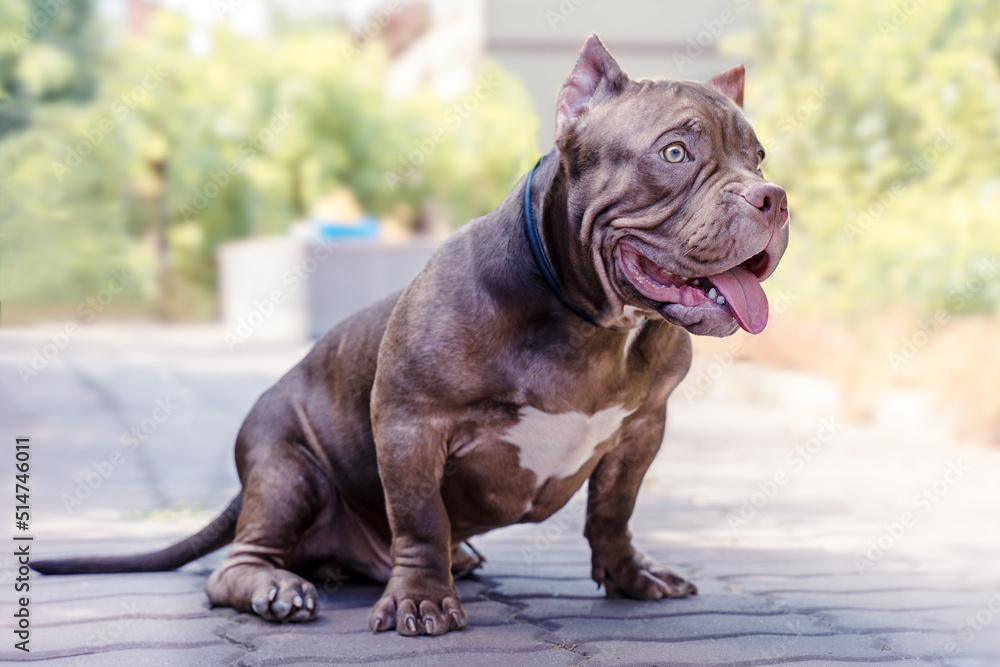 Cute grown puppy of American Bully breed, with strong body and funny ...