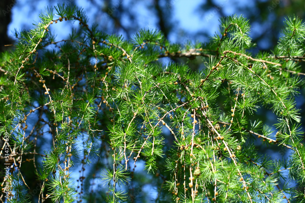 Deciduous larch and its typical needles in the High Tatras mountain ...