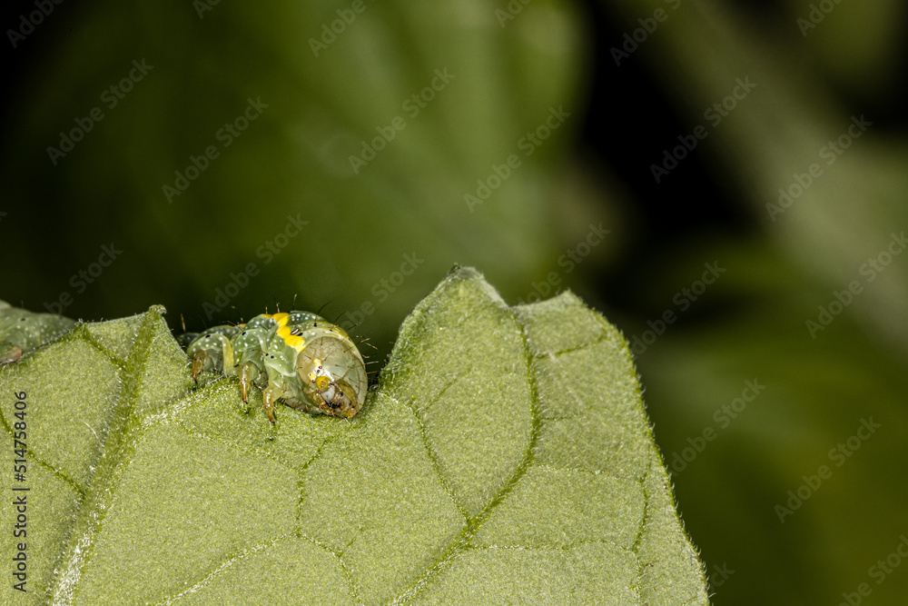 One green nasty caterpillar of a moth eating on a tomato leaf in the ...