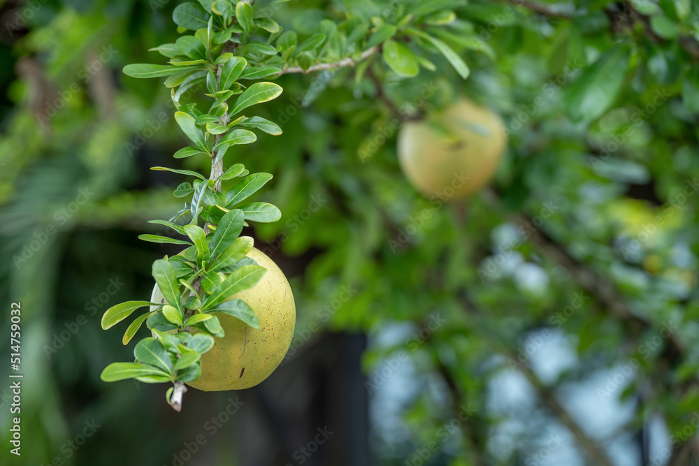 Calabash commonly fruit known as vine calabash or bottle gourd in ...