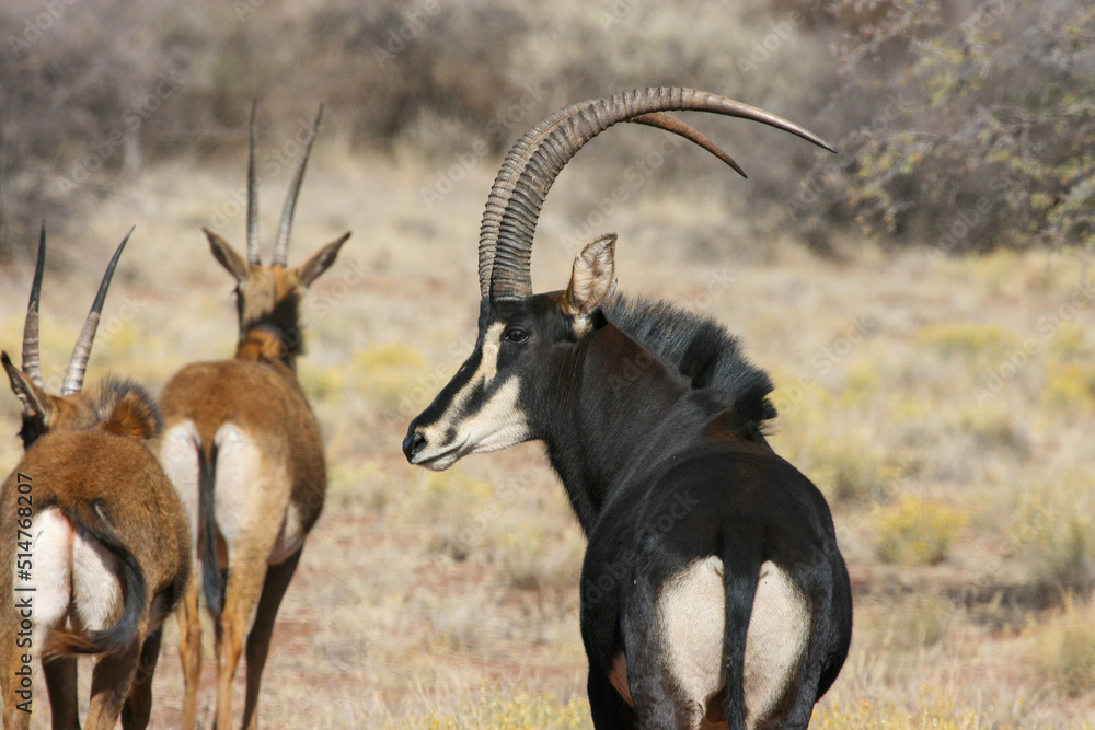Sable Antelope bull, game farm, South Africa Stock Photo | Adobe Stock