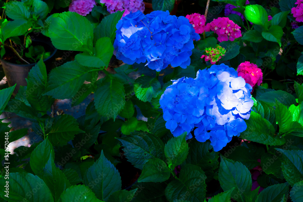 Blue Bigleaf hydrangea, Blue Hydrangea macrophylla, Hortensia july ...