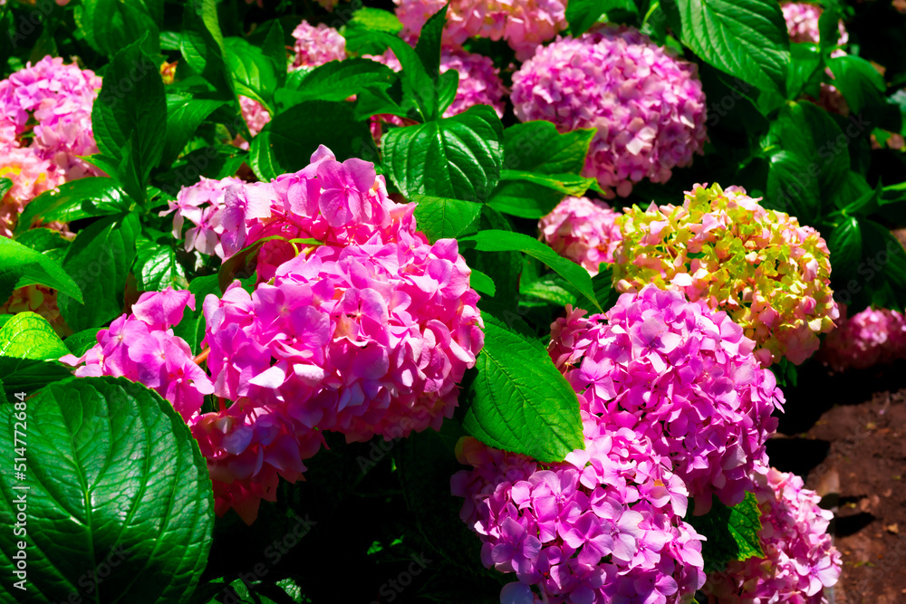 Red Pink Hydrangea macrophylla, commonly referred to as bigleaf ...