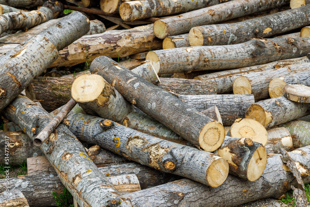 unpeeled aspen logs laid on the ground before become an rustic wooden ...