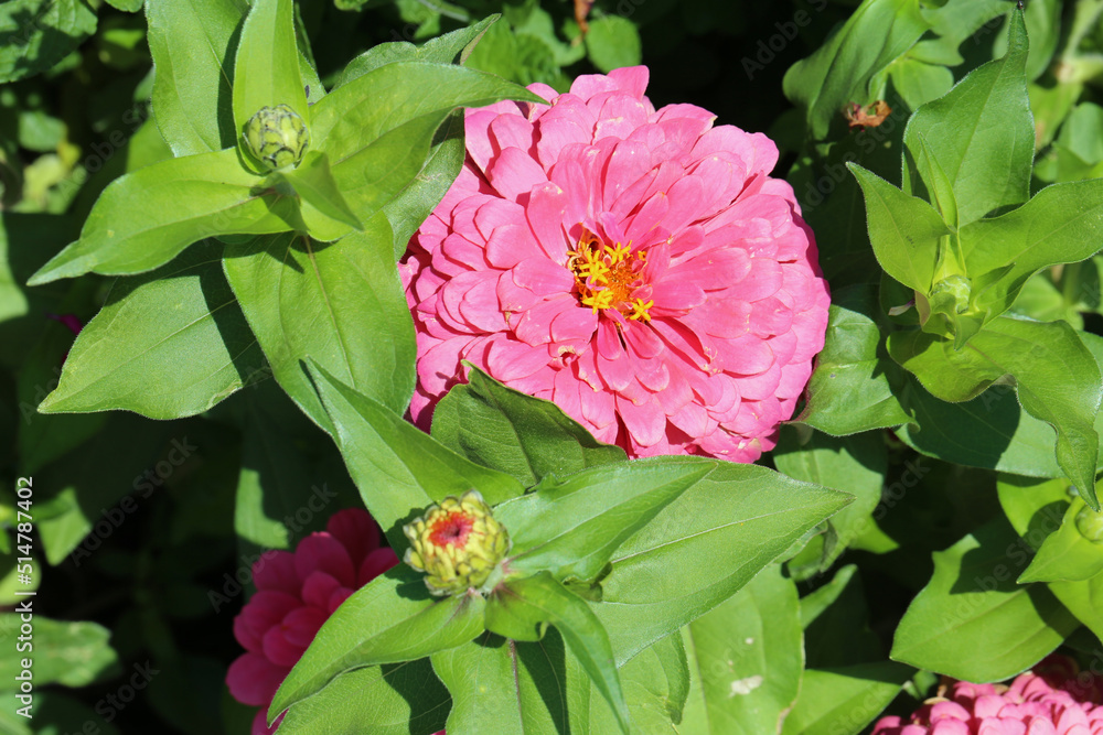Beautiful bright pink zinnia (fin: tsinnia) flowers in a closeup ...
