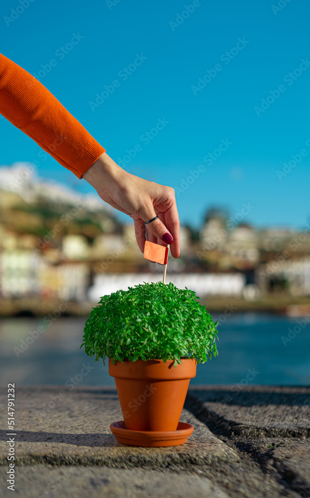 Woman hand with with flag and Manjerico plant on the street. The symbol ...