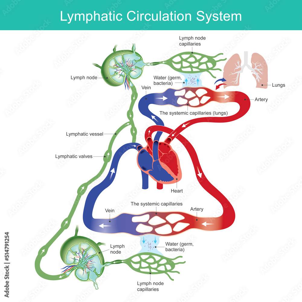 Lymphatic circulation system. diagram the lymphatic circulation system ...