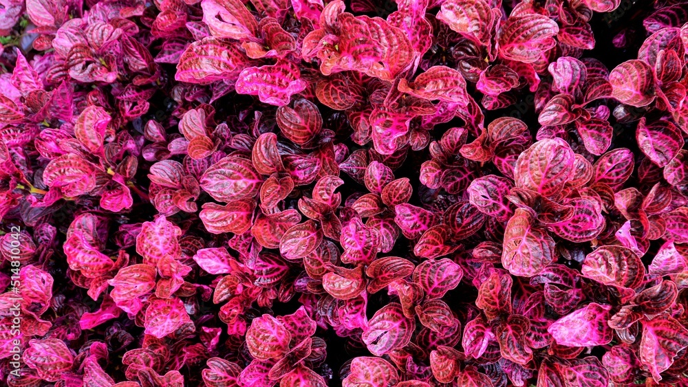 Beautiful red color leaves of background of Iresine herbstii also known ...