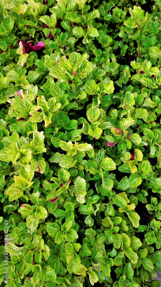 Beautiful green color leaves of background of Iresine herbstii also ...