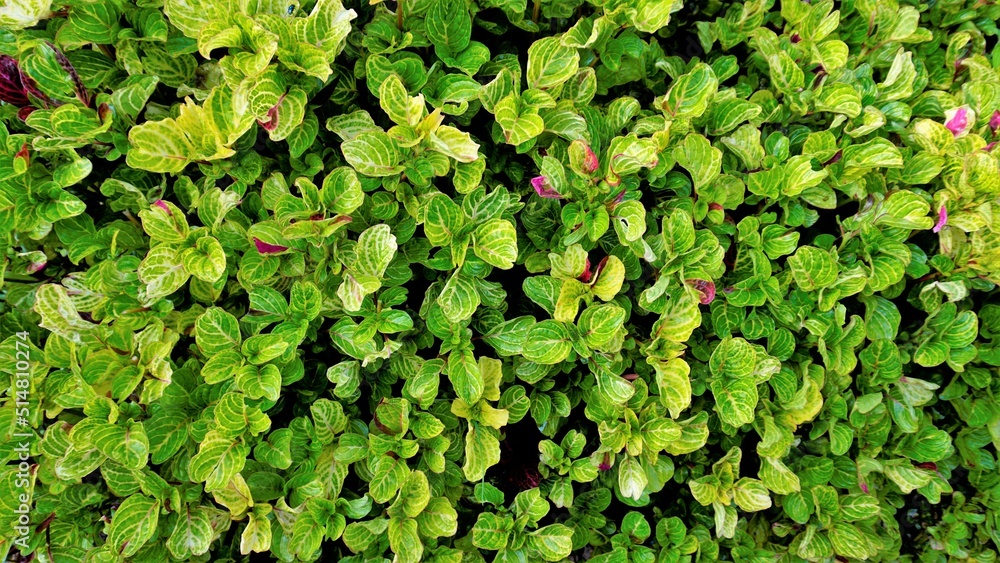 Beautiful green color leaves of background of Iresine herbstii also ...