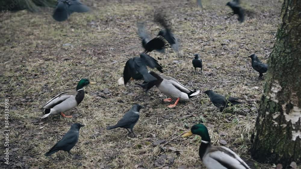 Vidéo Stock Ducks and crows in the park are fighting for a big piece of ...