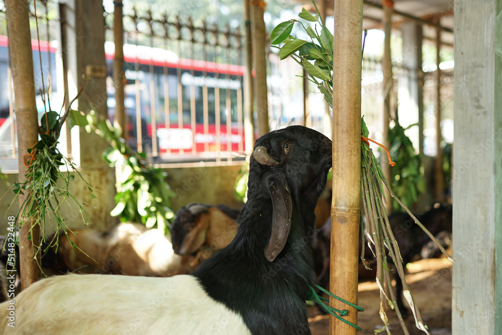 goat farming, goats for slaughtering sacrificial animals as Muslim ...