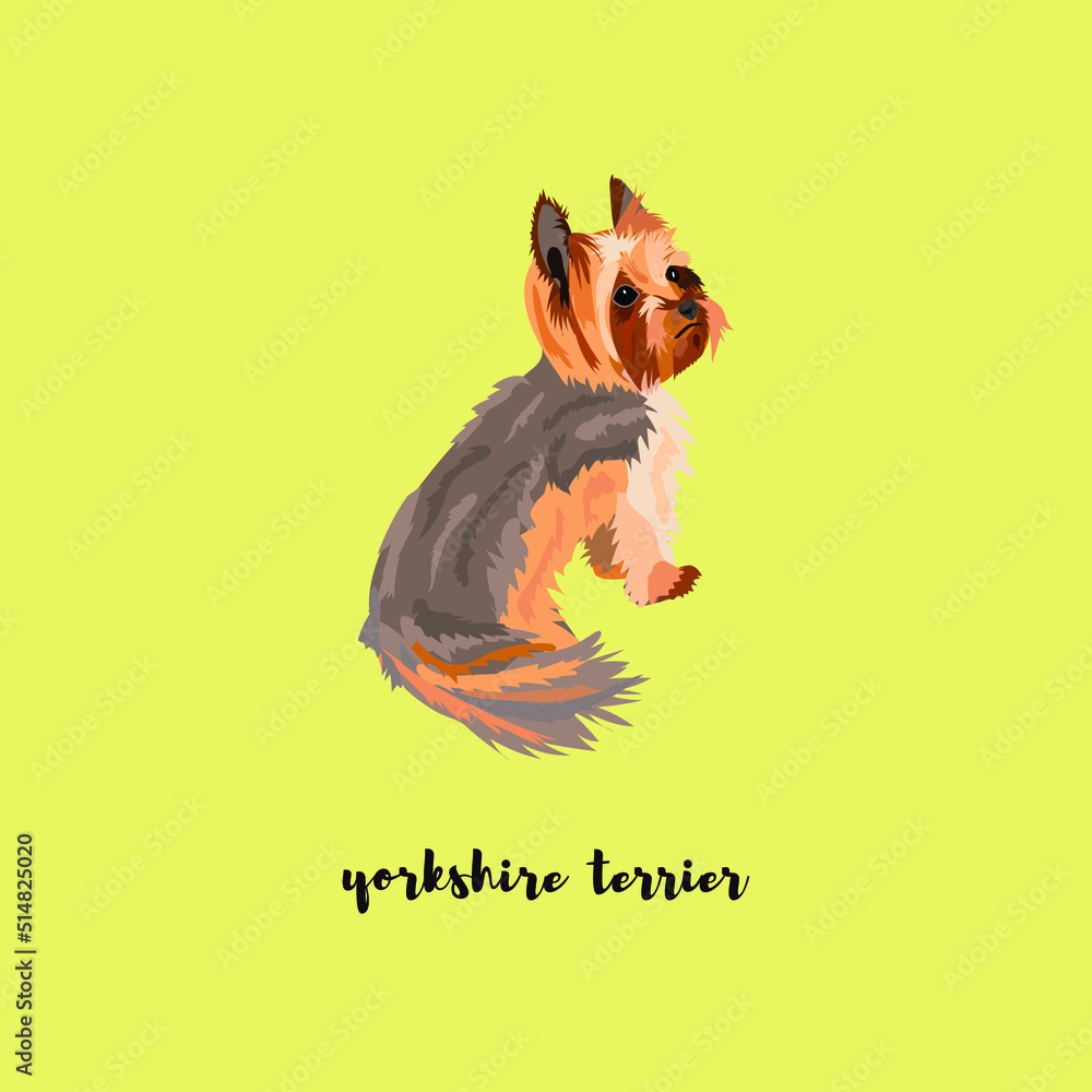 Yorkshire Terrier. Vector illustration of a pet. The dog is isolated ...