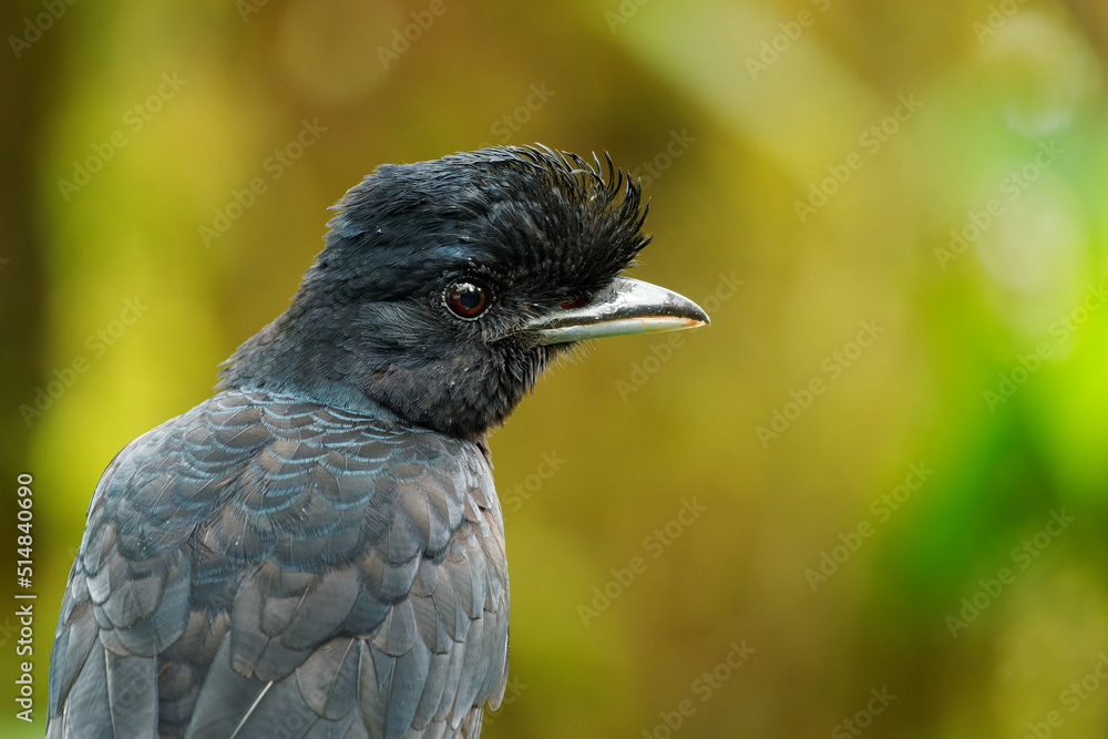 Long-wattled Umbrellabird - Cephalopterus penduliger, Cotingidae ...