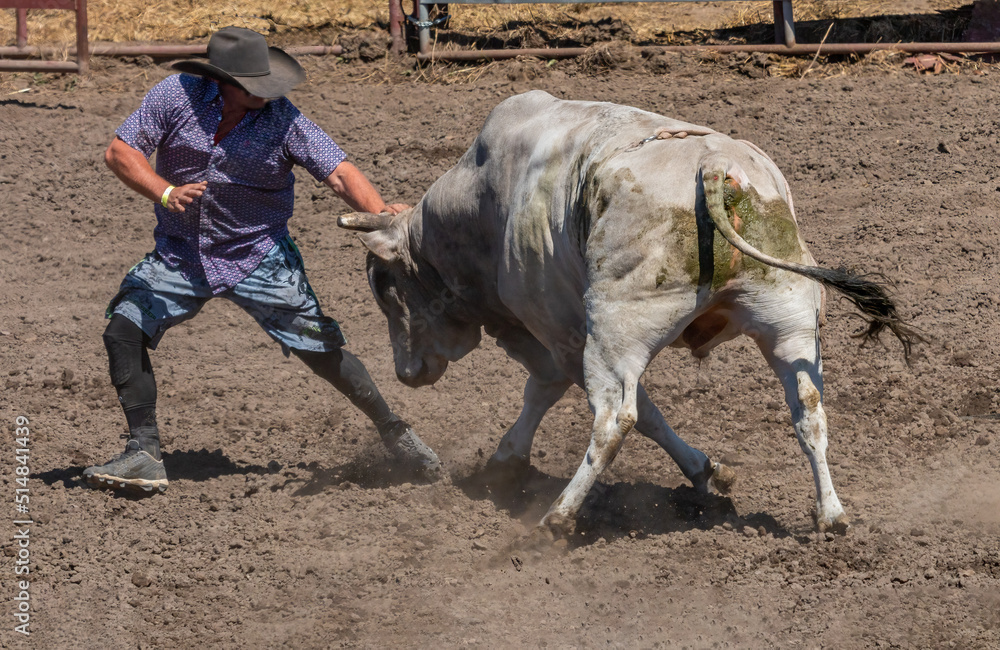 A rodeo clown is holding his left hand on the bucking bull's head. The ...