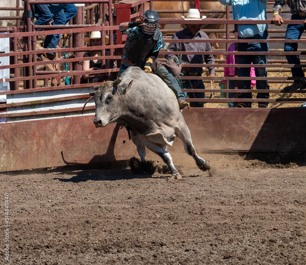 A rodeo cowboy rides a black bucking bull out of a chute. He is holding ...
