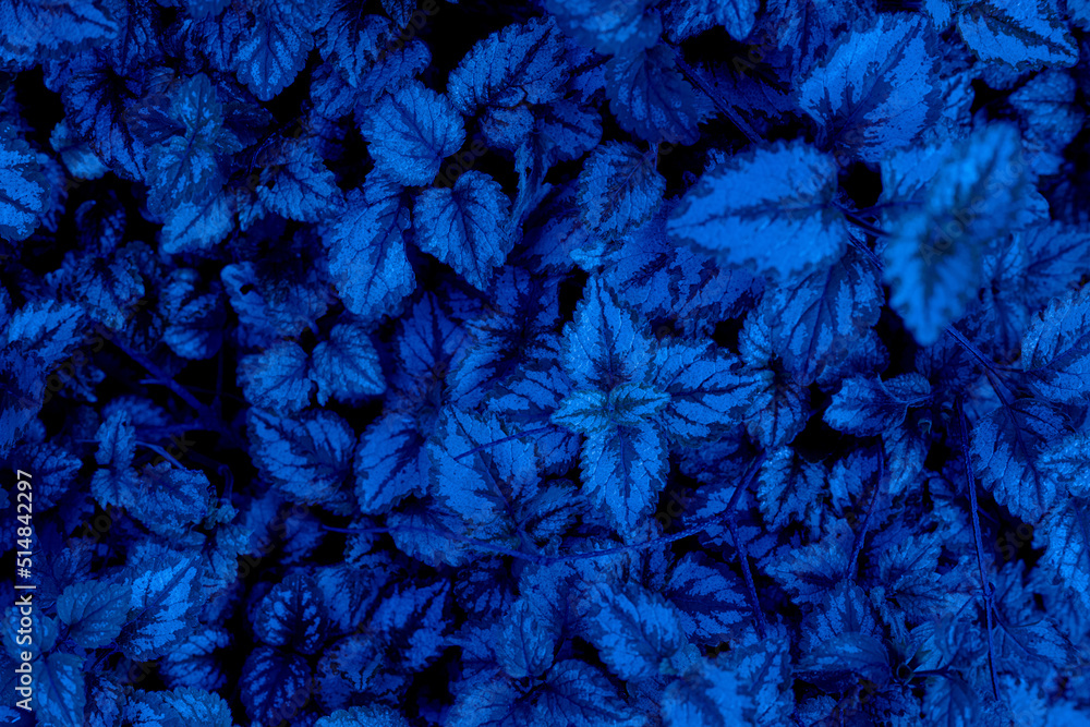 Hojas naturales de color azul Stock Photo | Adobe Stock