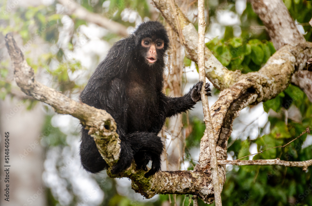 mono araña, atelo, ateles fusciceps en árbol - Selva, Reserva nacional ...