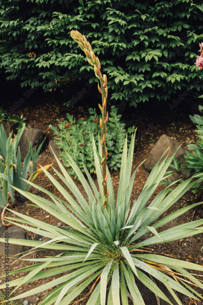 sword-like New Zealand Flax, Phormium tenax in garden with a long ...