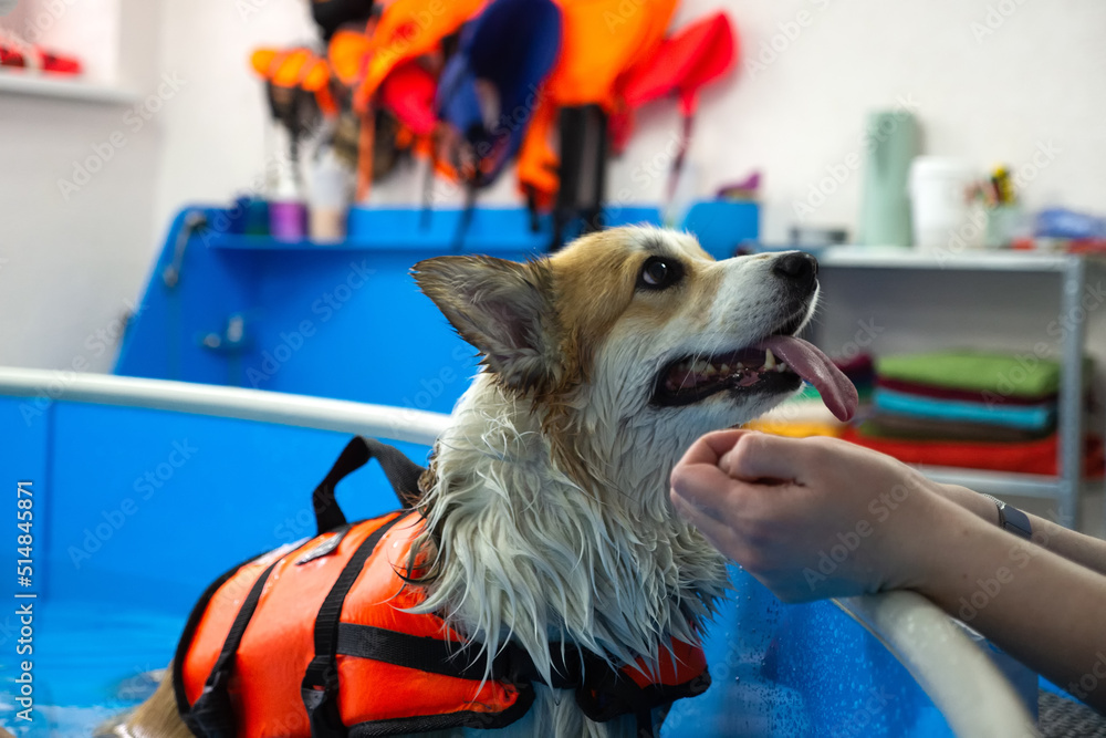 Corgi dog in life jacket swim in the swimming pool. Pet rehabilitation ...