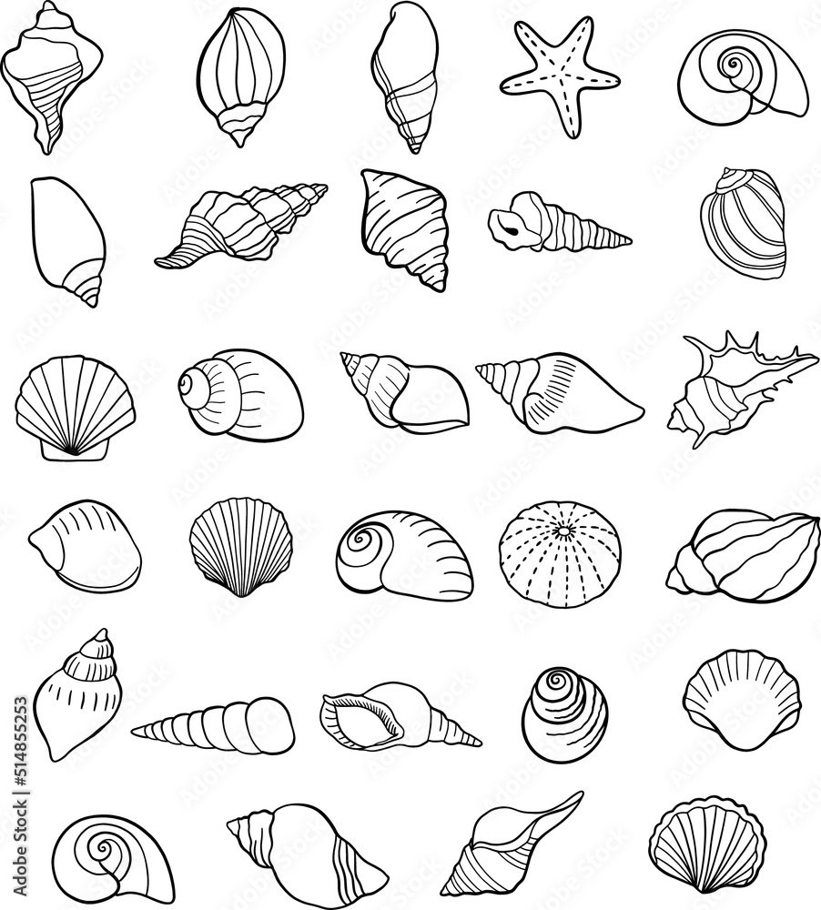 set of seashells drawing outline symbols. shells collection isolated ...