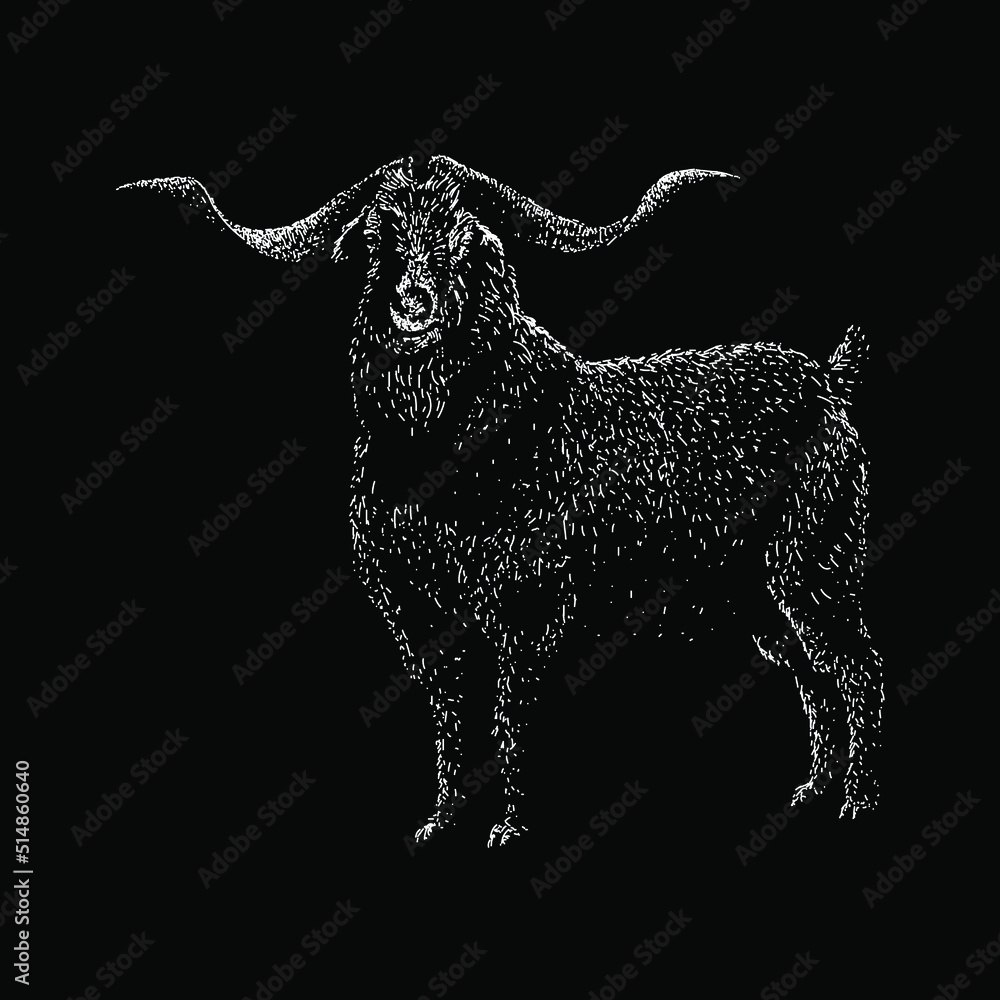 Kiko Goat hand drawing vector illustration isolated on black background ...