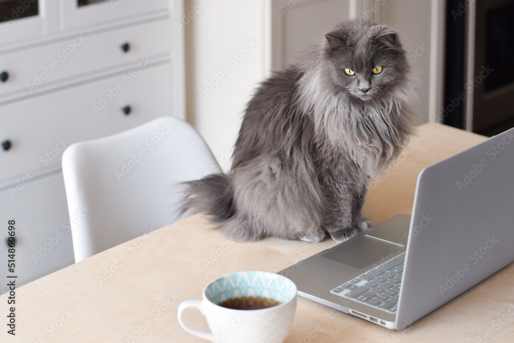 Cute fluffy grey cat sitting on top of desk in front of laptop computer ...