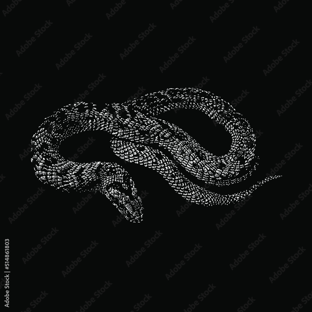 Night Adder Snake hand drawing vector illustration isolated on black ...