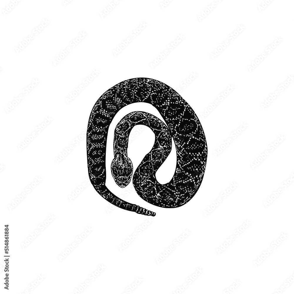 Eastern Diamondback Rattlesnake hand drawing vector illustration ...