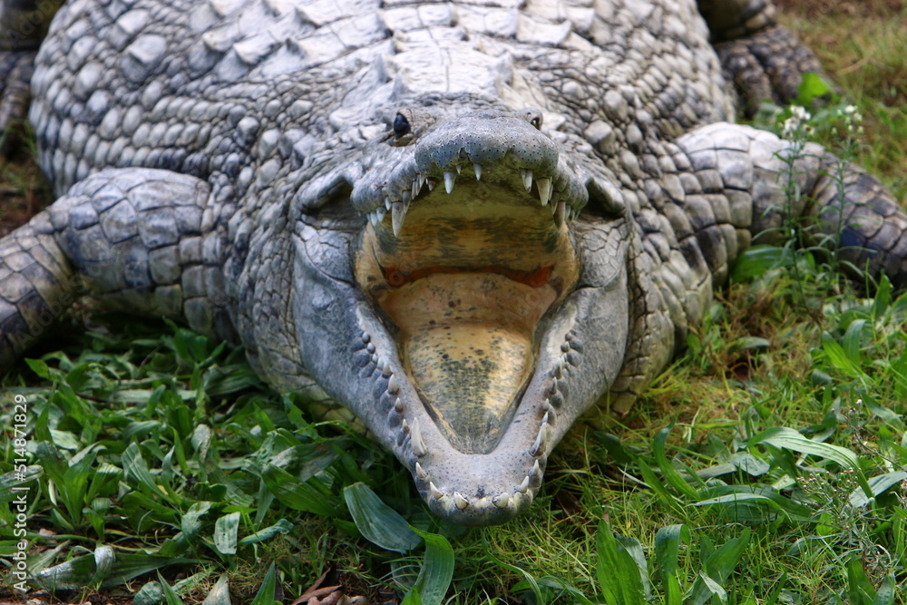 Large crocodiles in the Hamat - Gader nature reserve in northern Israel ...
