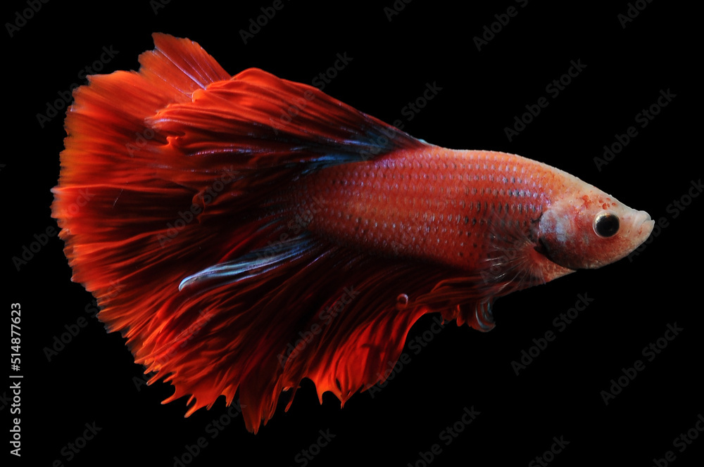 Betta fish, siamese fighting fish, betta splendens isolated on black ...