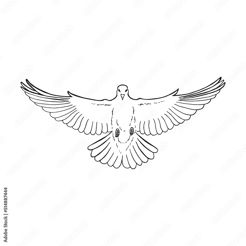 Hand drawn dove outline. Line art style isolated on white background ...