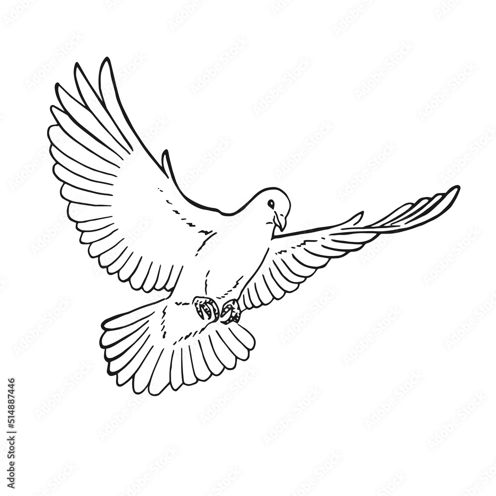 Hand drawn dove outline. Line art style isolated on white background ...