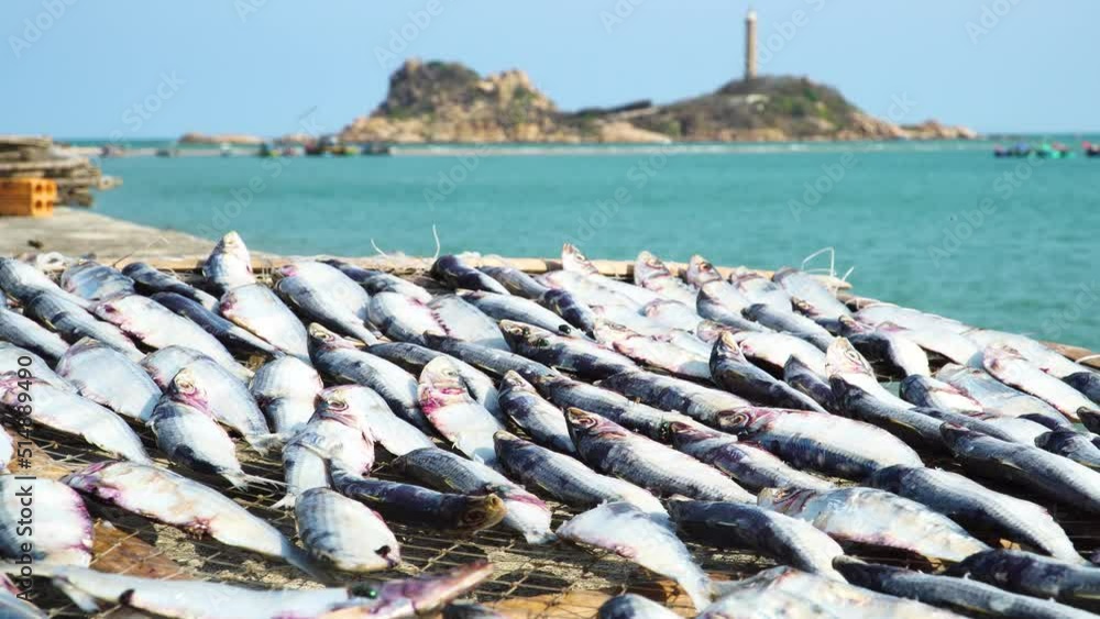 fish dried under the sun at bay beach shore with seascape view, seafood ...
