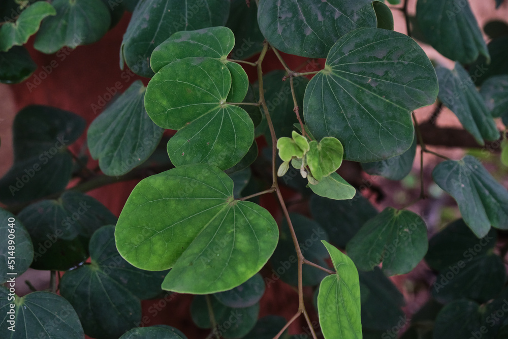Apta tree leaves (Bauhinia racemosa). Apta tree leaves distribute on ...