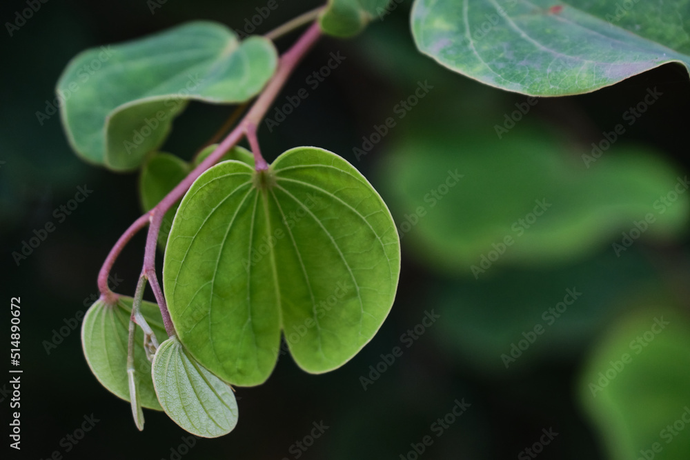 Apta tree leaves (Bauhinia racemosa). Apta tree leaves distribute on ...