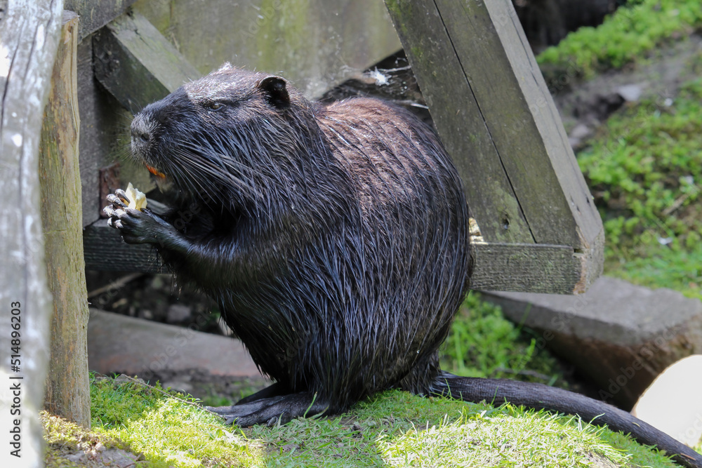 Nutria beaver rat , muskrat. Nutria Myocastor coypus swamp rat with big ...