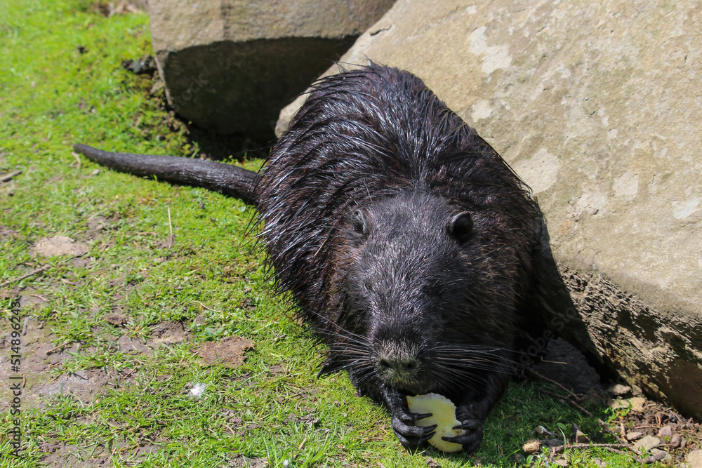 Nutria beaver rat , muskrat. Nutria Myocastor coypus swamp rat with big ...