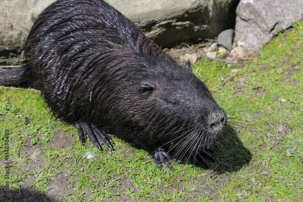 Nutria beaver rat , muskrat. Nutria Myocastor coypus swamp rat with big ...