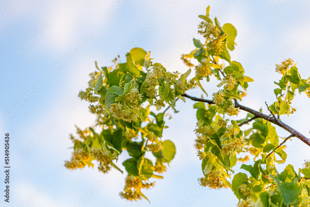 Linden yellow blossom of Tilia cordata tree (small-leaved lime, little ...