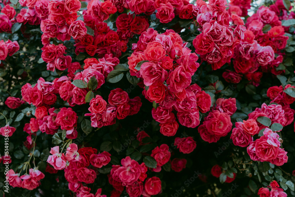 Fresh red roses on plant Stock Photo | Adobe Stock