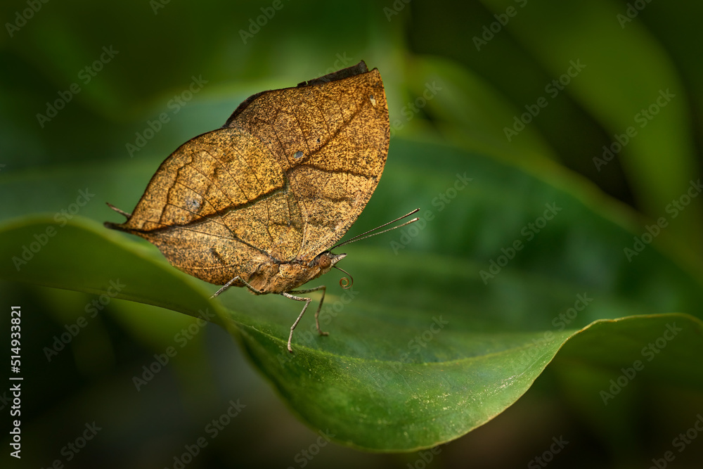 Kallima inachus, the orange oakleaf, butterfly from India, Asia. Insect ...