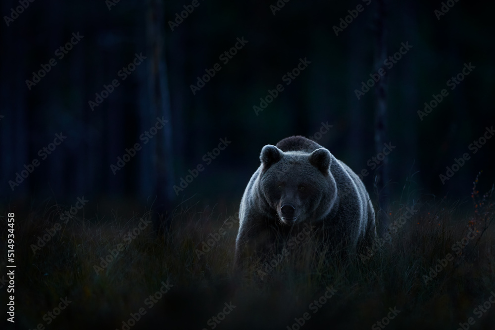Wildlife in night. Brown bear walking in dark night forest. Dangerous ...