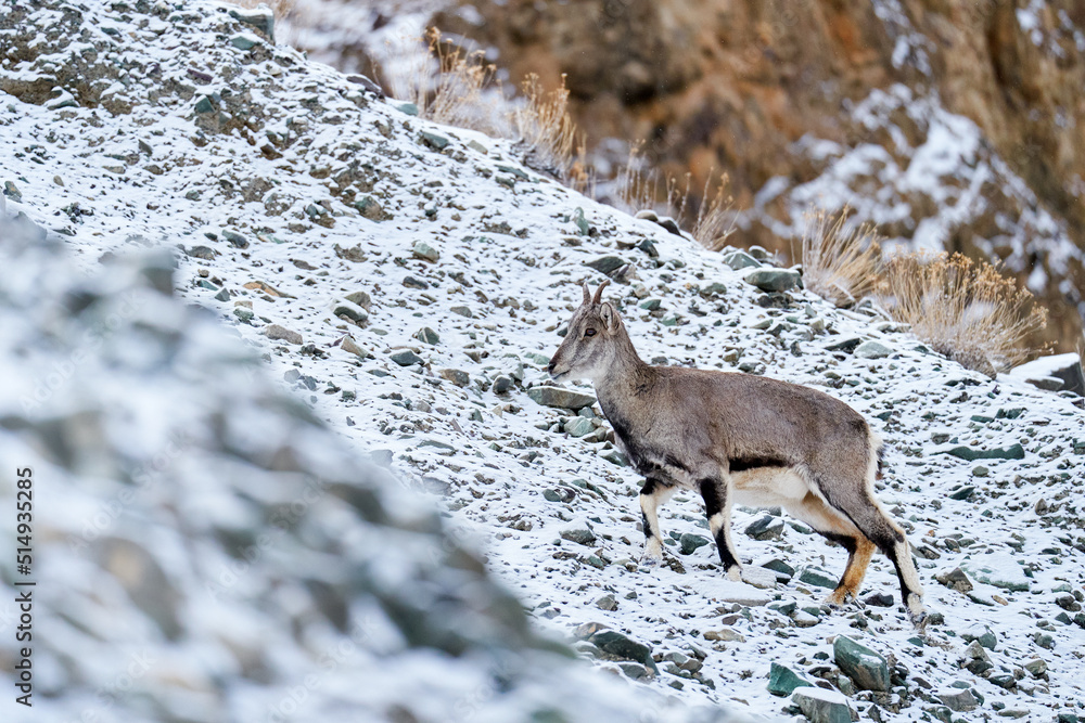Bharal blue Sheep, Pseudois nayaur, in the rock with snow, Hemis NP ...