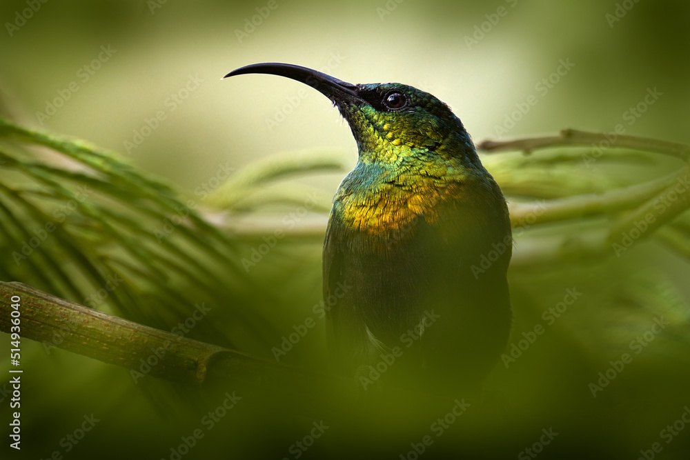 Sunbird portrait. Bronzy sunbird, Nectarinia kilimensis,bird in the ...