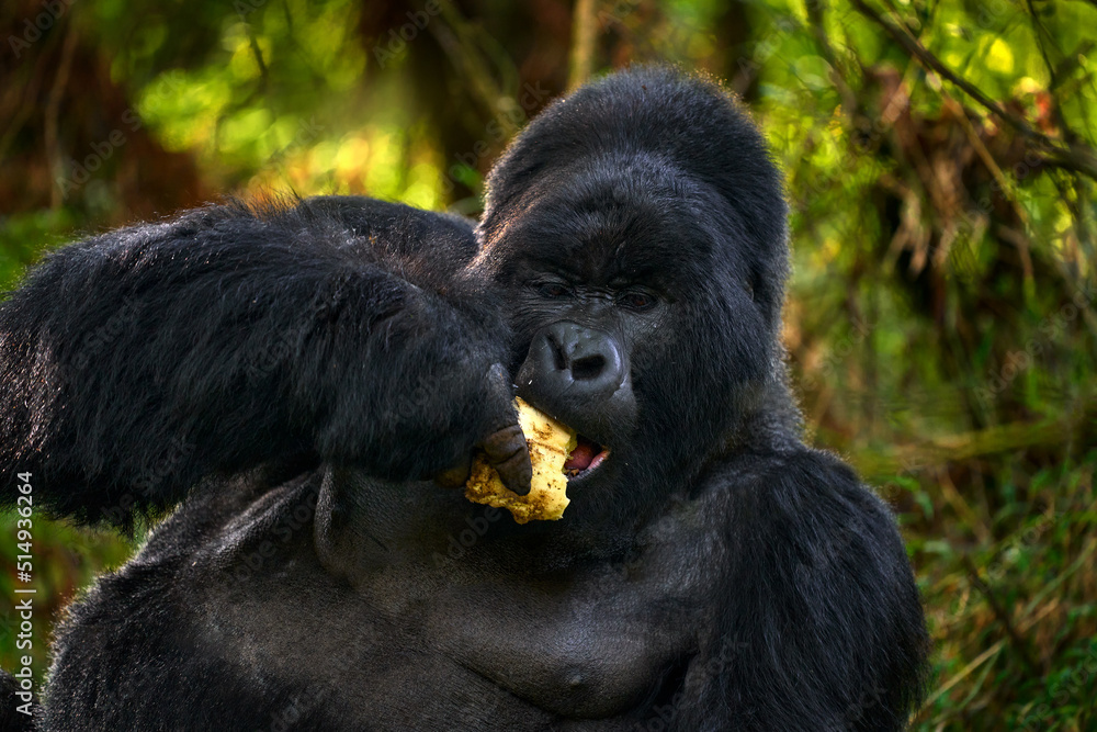 Gorilla - wildlife forest portrait. Congo mountain gorilla with food ...