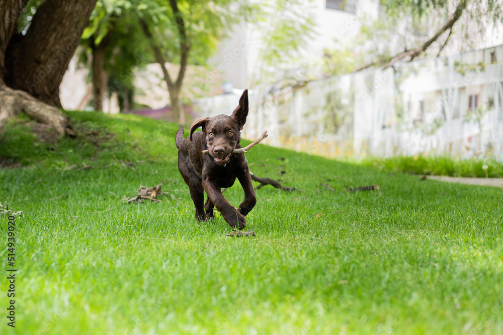 Perro jugando con rama Stock Photo | Adobe Stock
